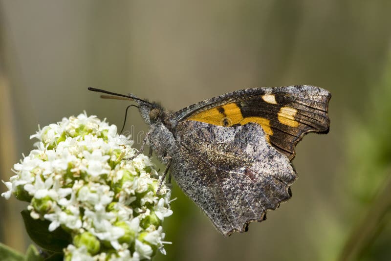 Snuitvlinder, Nettle-tree Butterfly, Libythea Celtis Stock Photo ...