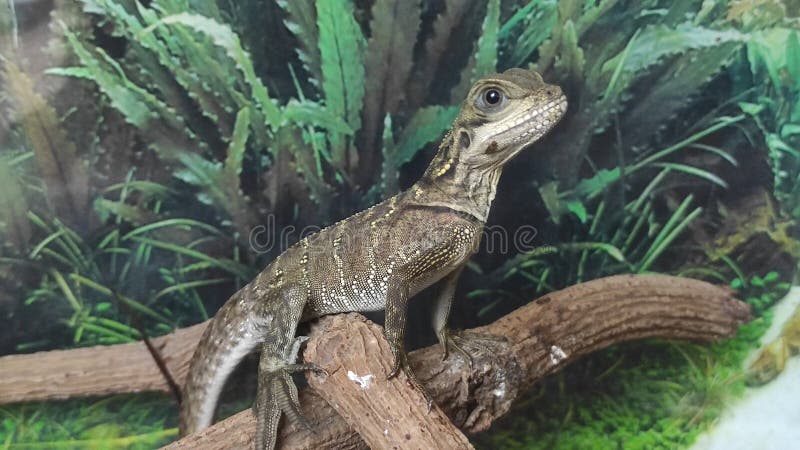 Soa Layar is an Original Indonesian Exotic Animal Stock Image - Image ...