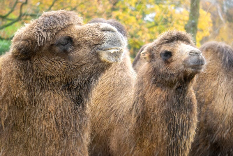 Soaked Bactrian Camels Standing in the Rain Stock Image - Image of herd ...