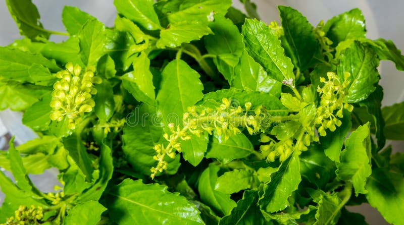 Fresh Basil in Black Background, Herbs and Food Ingredients Stock Photo ...