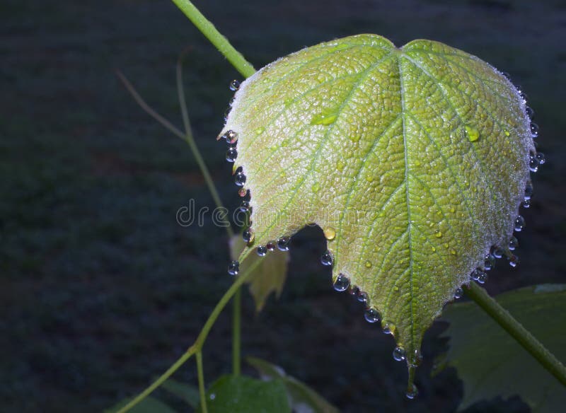 Soaked grape leaf stock image. Image of droplets, grey - 57873879