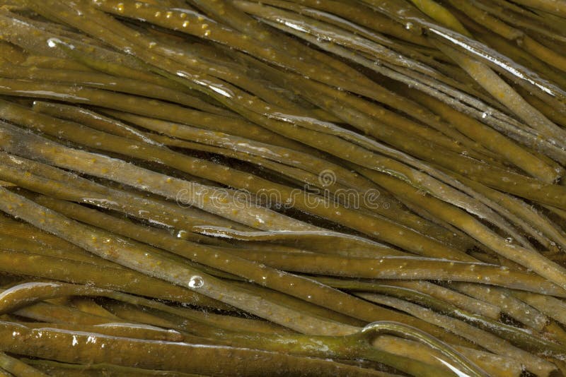 Soaked sea spaghetti stock photo. Image of himanthalia - 53831428