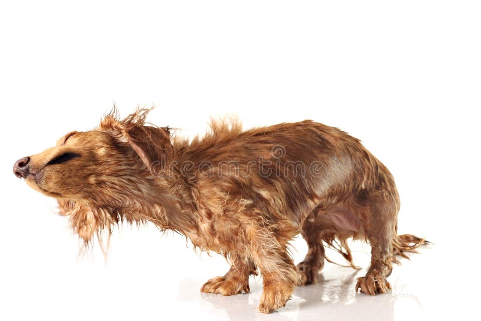 Soaked shaking dog. stock image. Image of funny, dachshund - 8384085