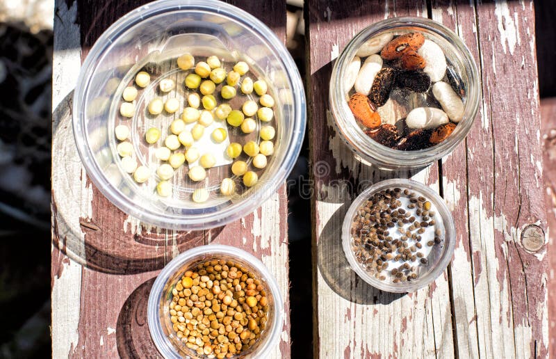 Soaking seeds for planting stock photo. Image of seed - 117637256