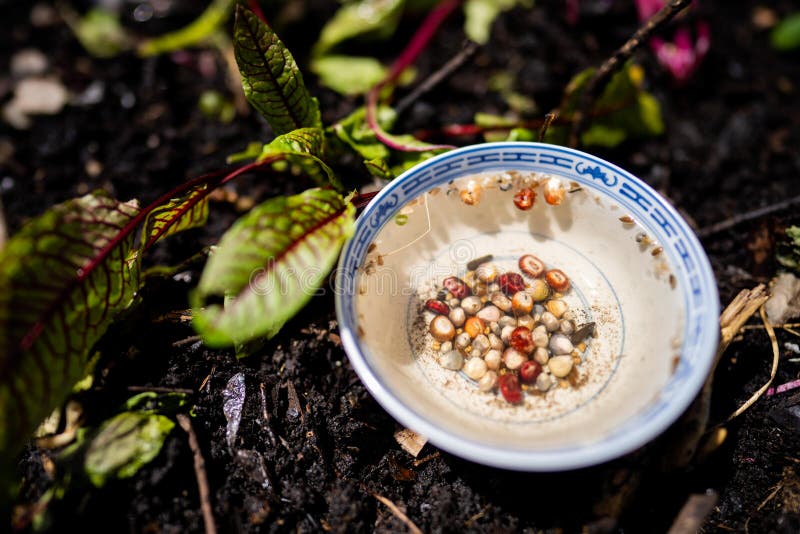 Soaking Seeds in Water Getting Ready To Sow in a Garden Stock Image ...