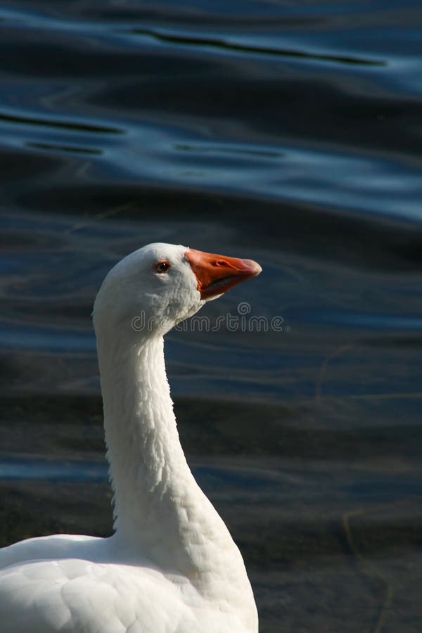 Soaking up the Rays stock photo. Image of enjoying, birds - 72456282