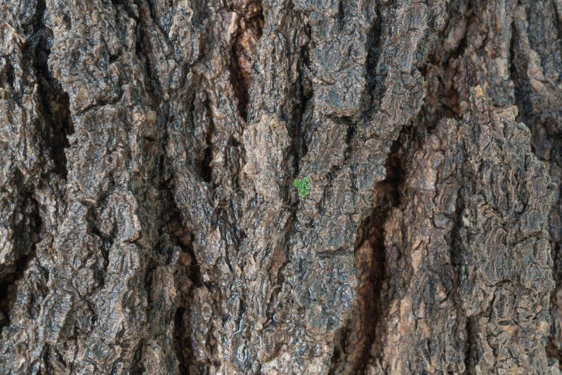 Soap Berry Bark, Macro Close Up. Stock Image - Image of green, bark ...