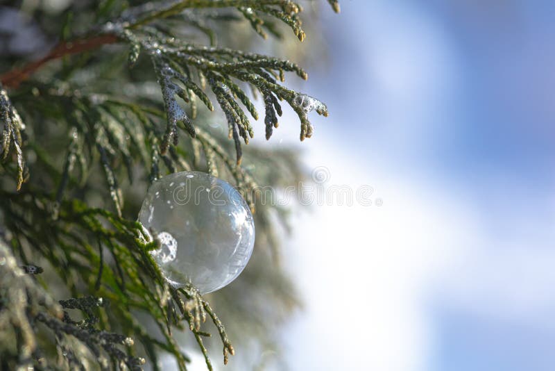 Soap Bubbles Frozen on the Tree. Stock Image - Image of nature ...
