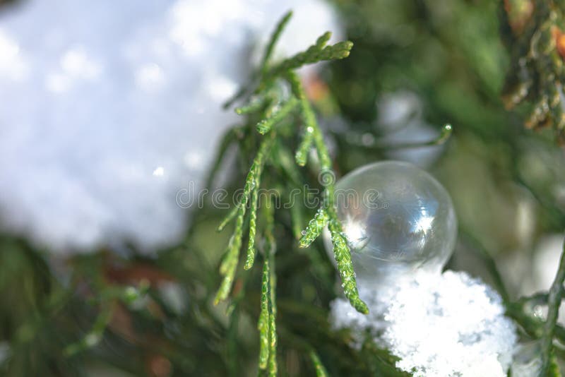 Soap Bubbles Frozen on the Tree. Stock Photo - Image of decoration ...