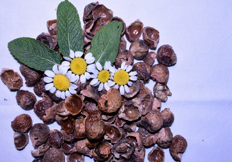 Soap Nuts for Washing at Home Ecological and Biodegradable Stock Photo ...
