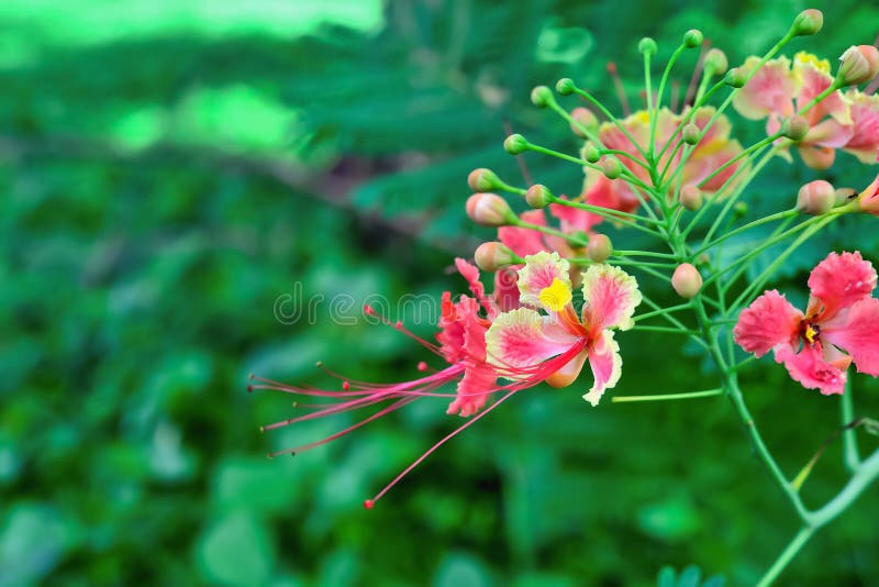 Shikakai Photos - Free & Royalty-Free Stock Photos from Dreamstime