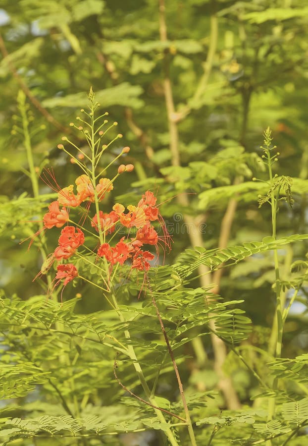 Soap Pod stock photo. Image of hair, bath, care, background - 77472008