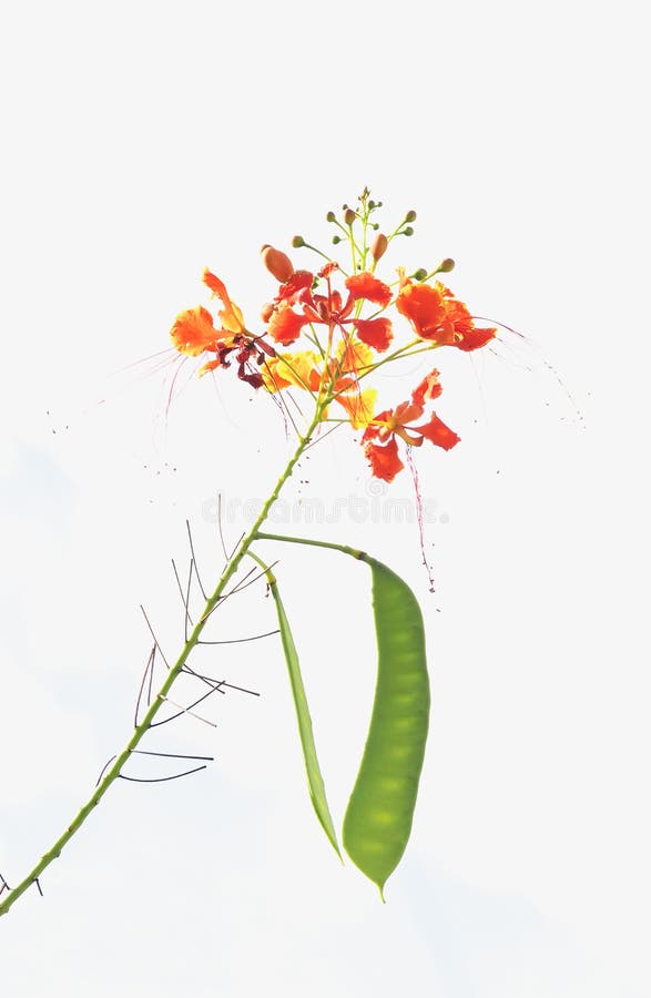 Soap Pod stock image. Image of flora, lifestyle, macro - 77545865