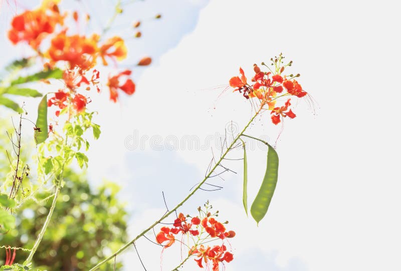 Soap Pod stock photo. Image of lifestyle, black, cream - 77546006