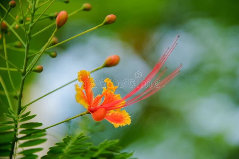 Soap Pod stock photo. Image of cosmetics, branch, ornamental - 80241224