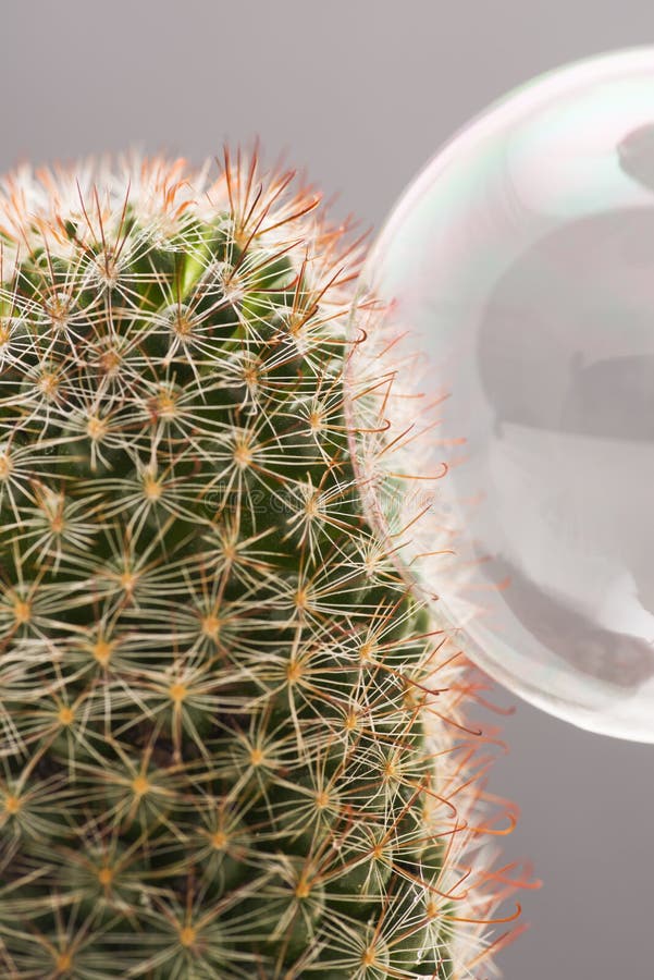 Soapbubble Landing on a Cactus Stock Image - Image of contrasts ...