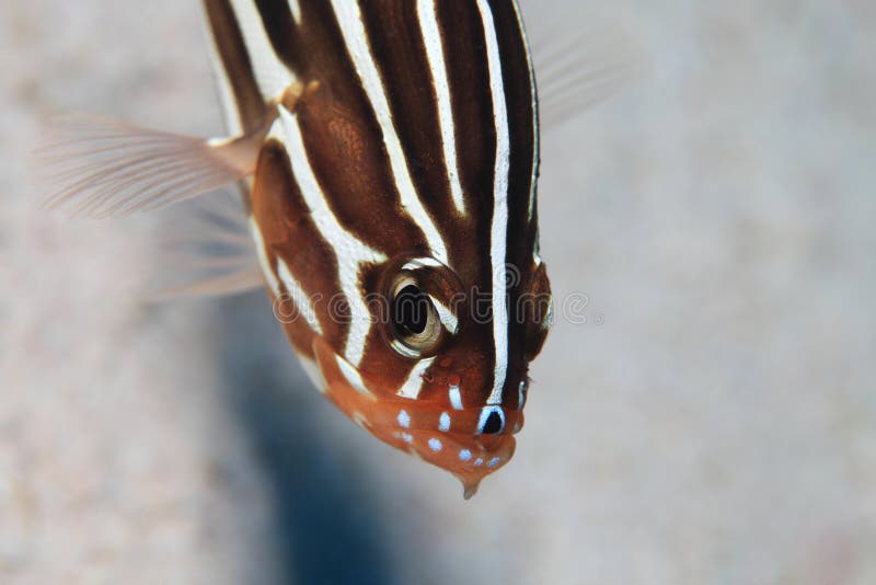 Soapfish de Sixstriped imagen de archivo. Imagen de rayado - 86442673
