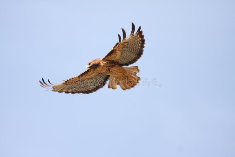 Soaring Red Tail Hawk stock image. Image of tail, searching - 6533011