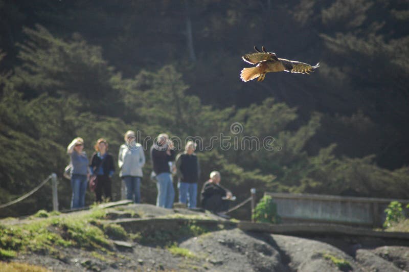 Soaring above the crowd stock image. Image of hawk, success - 10696247