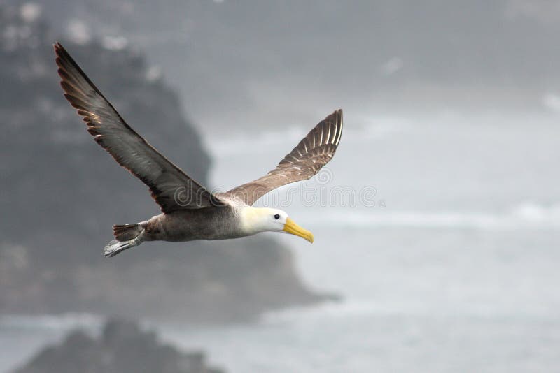 Soaring Albatross stock image. Image of flap, isolated - 12579639