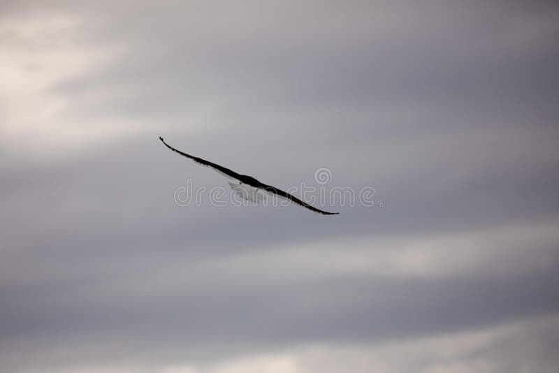 Albatross Flying Behind Stock Photos - Free & Royalty-Free Stock Photos ...