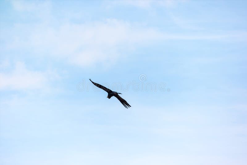 Soaring Andean Condor Over Colca Canyon in Peru Stock Image - Image of ...