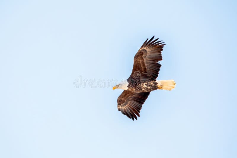 Soaring Bald Eagle in a Clear Blue Sky Stock Photo - Image of american ...