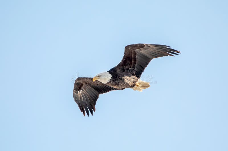Soaring bald eagle stock photo. Image of clear, prey - 354152068