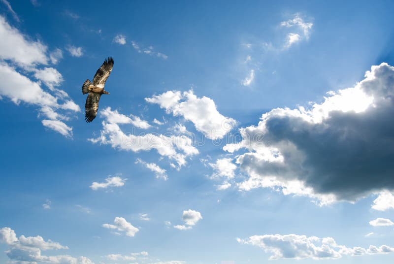 6,720 Soaring Eagle Stock Photos - Free & Royalty-Free Stock Photos ...