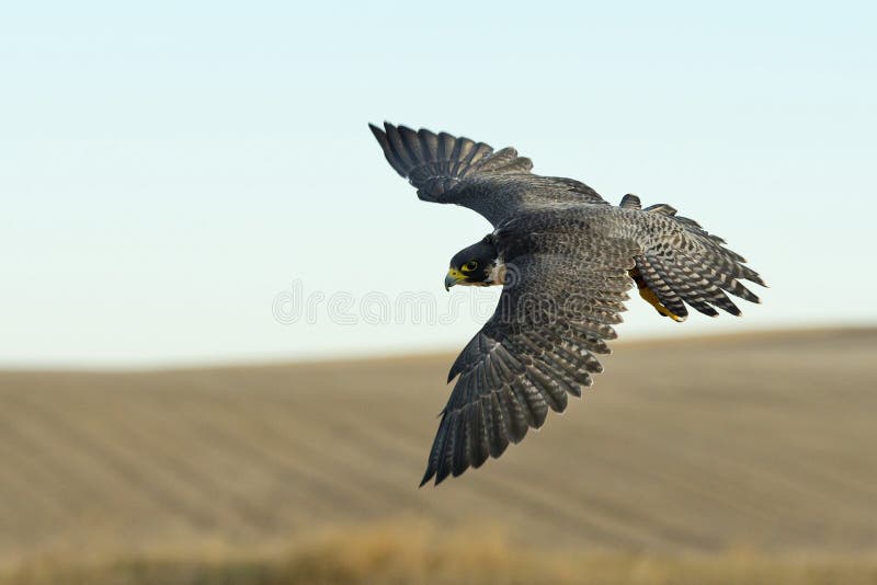 Soaring Falcon stock photo. Image of hunting, hawking - 35547018