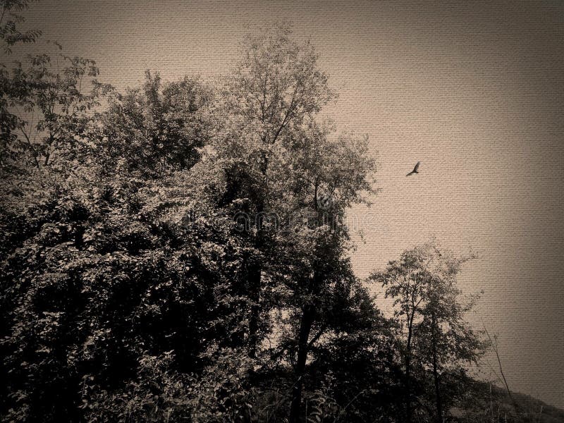 Soaring editorial stock image. Image of soaring, high - 96657889