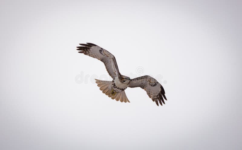 Soaring Hawk stock photo. Image of feathers, life, bird - 70312488