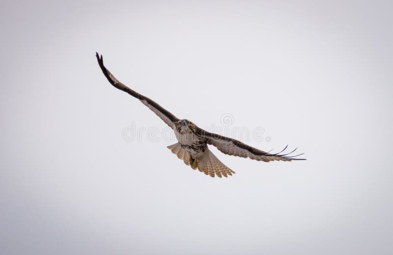 Soaring Hawk stock image. Image of life, wild, soaring - 70312507