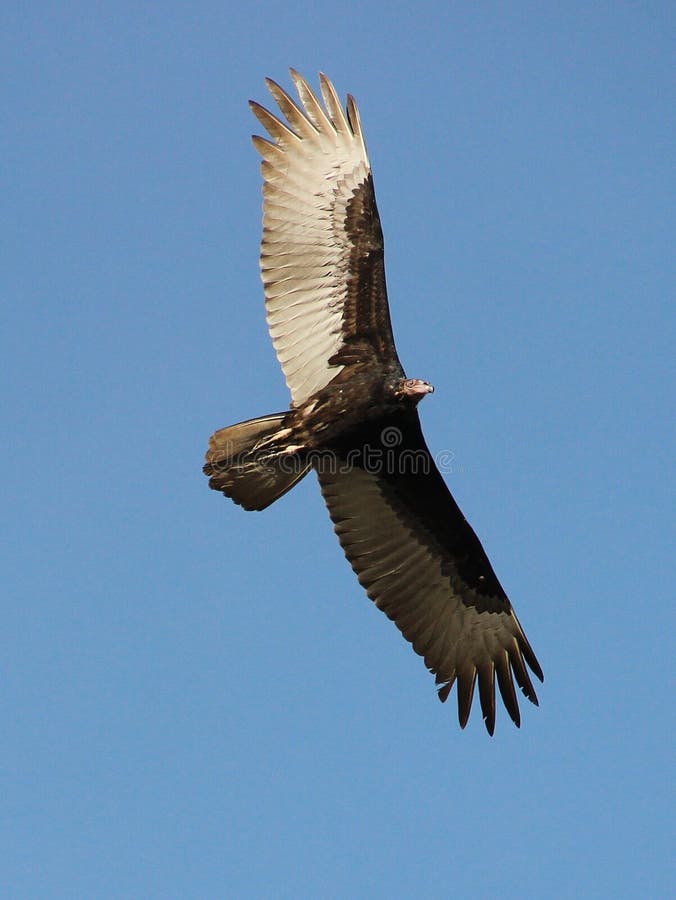 Soaring Hawk stock photo. Image of wildlife, bird, nature - 70312638