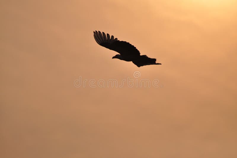 Lone eagle stock photo. Image of eagle, soaring, moon - 90895196