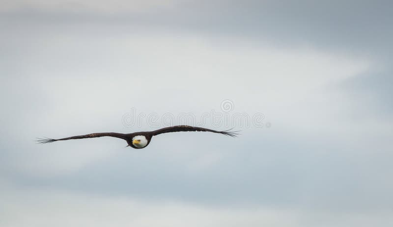 Soaring High stock image. Image of isolated, beak, hunting - 53191533