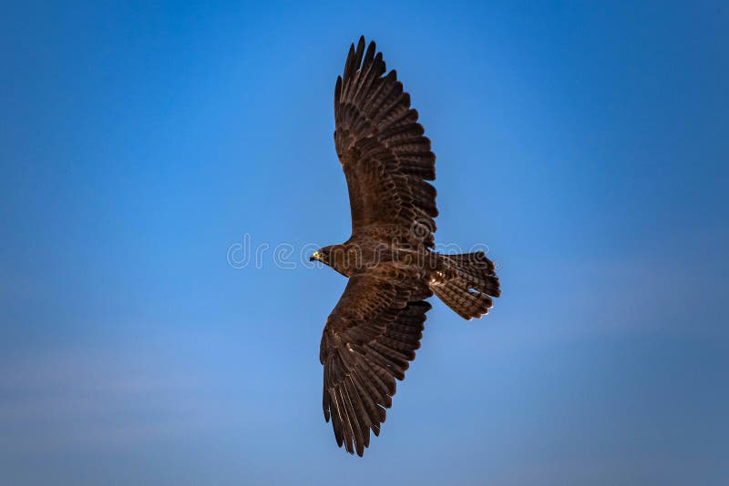 Soaring High through the Blue Sky Stock Photo - Image of landing ...