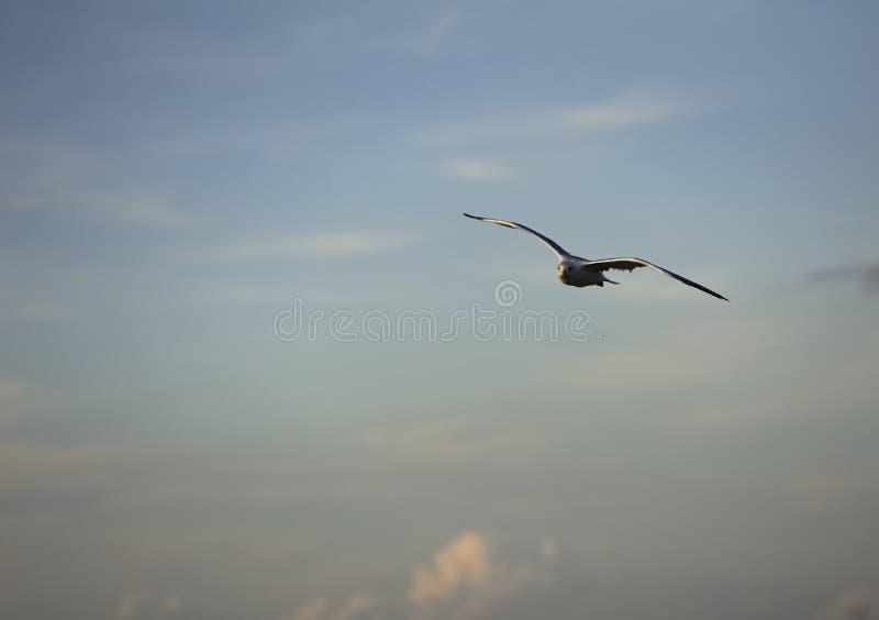 Soaring High stock image. Image of seagull, ocean, gull - 60733275