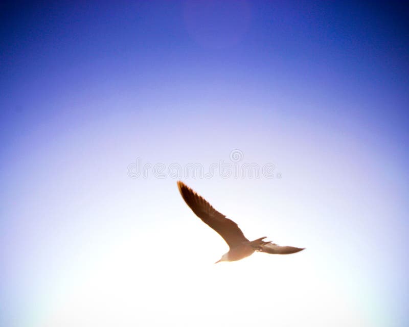 Soaring into the Light stock image. Image of nature - 135676979