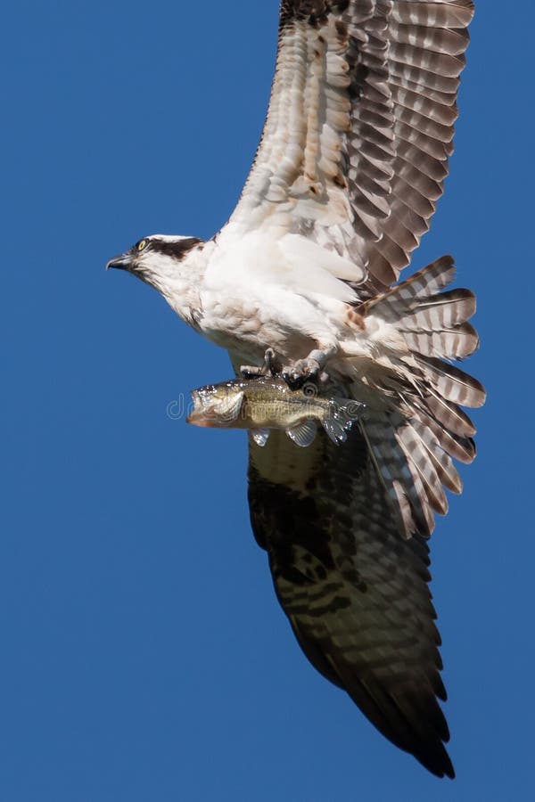 Soaring Osprey Carrying a Fish in it S Talons Stock Photo - Image of ...