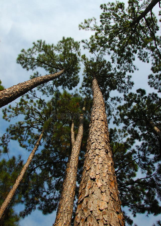 Soaring Pine Trees stock image. Image of clouds, lofty - 1283143