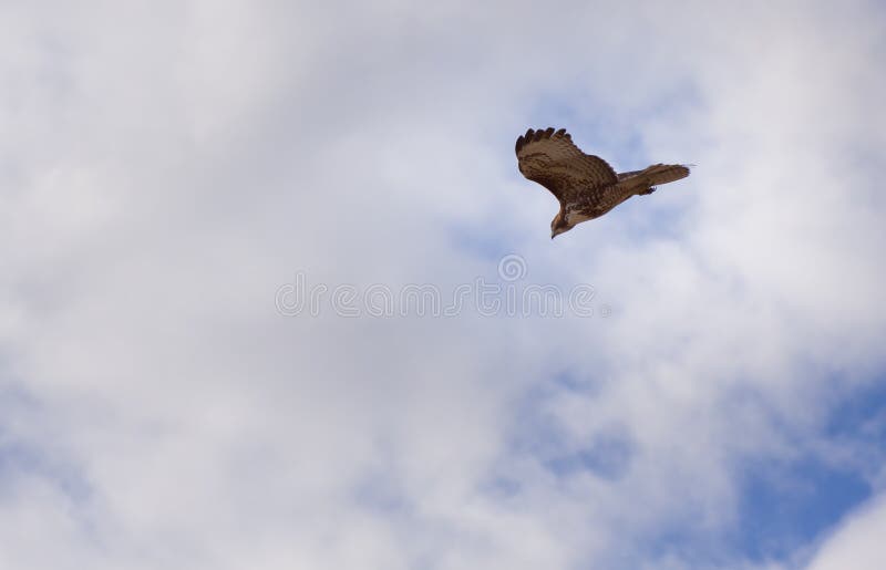 Soaring Raptor stock image. Image of glide, color, closeup - 23315957