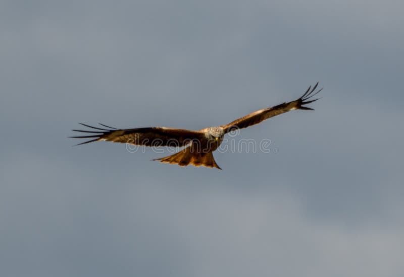 Soaring Red Kite stock image. Image of kite, flying - 197581675