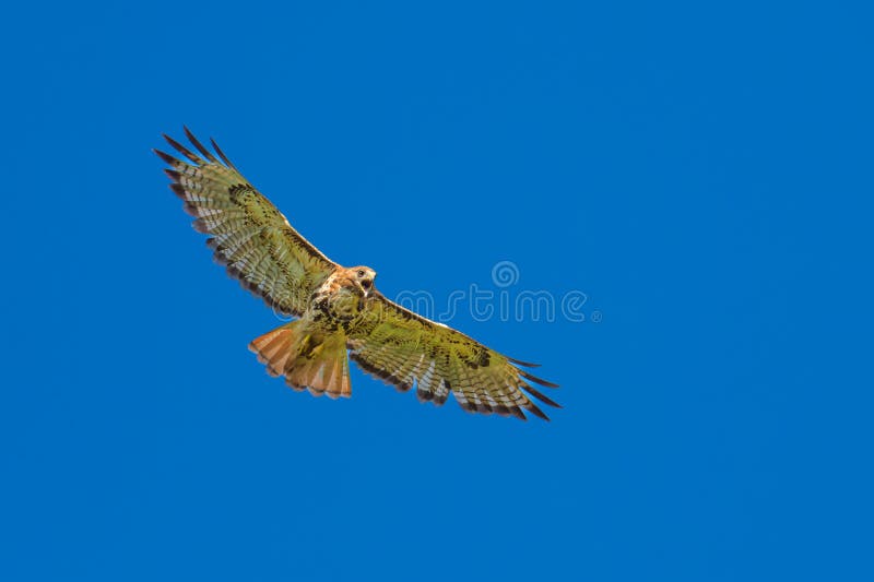Soaring red tailed hawk stock photo. Image of flight - 344505608