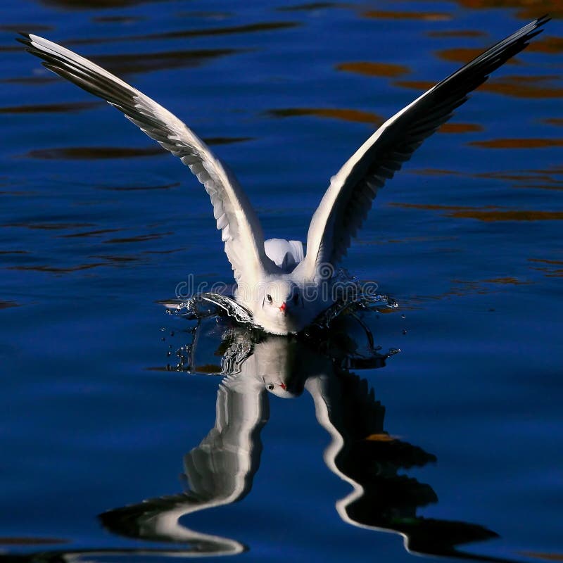 Soaring seagul stock photo. Image of copy, wildlife, flies - 20156032