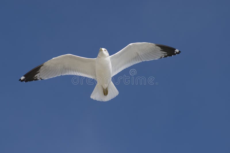 Soaring seagull stock photo. Image of seagulls, nature - 1701518