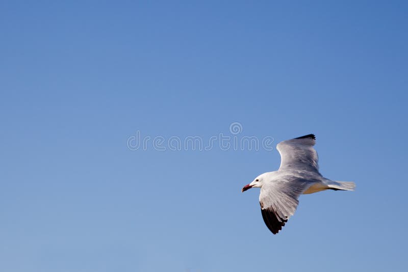 Soaring Seagull stock image. Image of animal, gull, white - 17559287