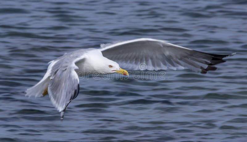 Menacing seagull stock photo. Image of outside, white - 26607096