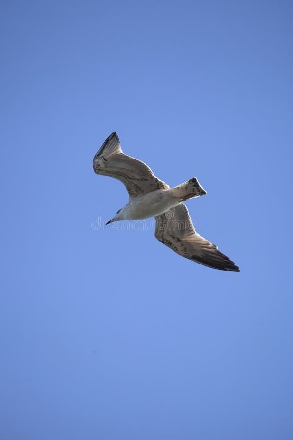 Soaring seagull. stock photo. Image of bird, beak, blue - 39680514