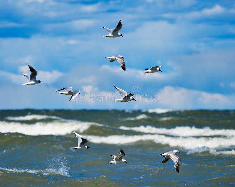 Soaring seagulls stock photo. Image of seagull, marine - 45076236